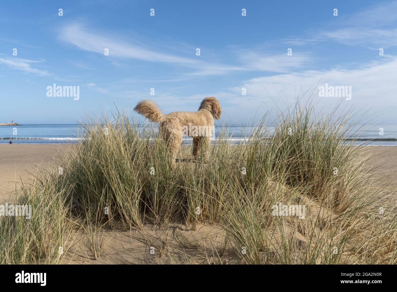 Cockapoo side view hi-res stock photography and images - Alamy