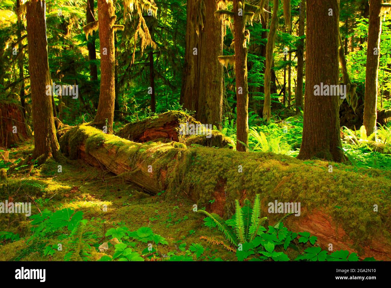 a exterior picture of an Pacific Northwest forest with conifer tree ...