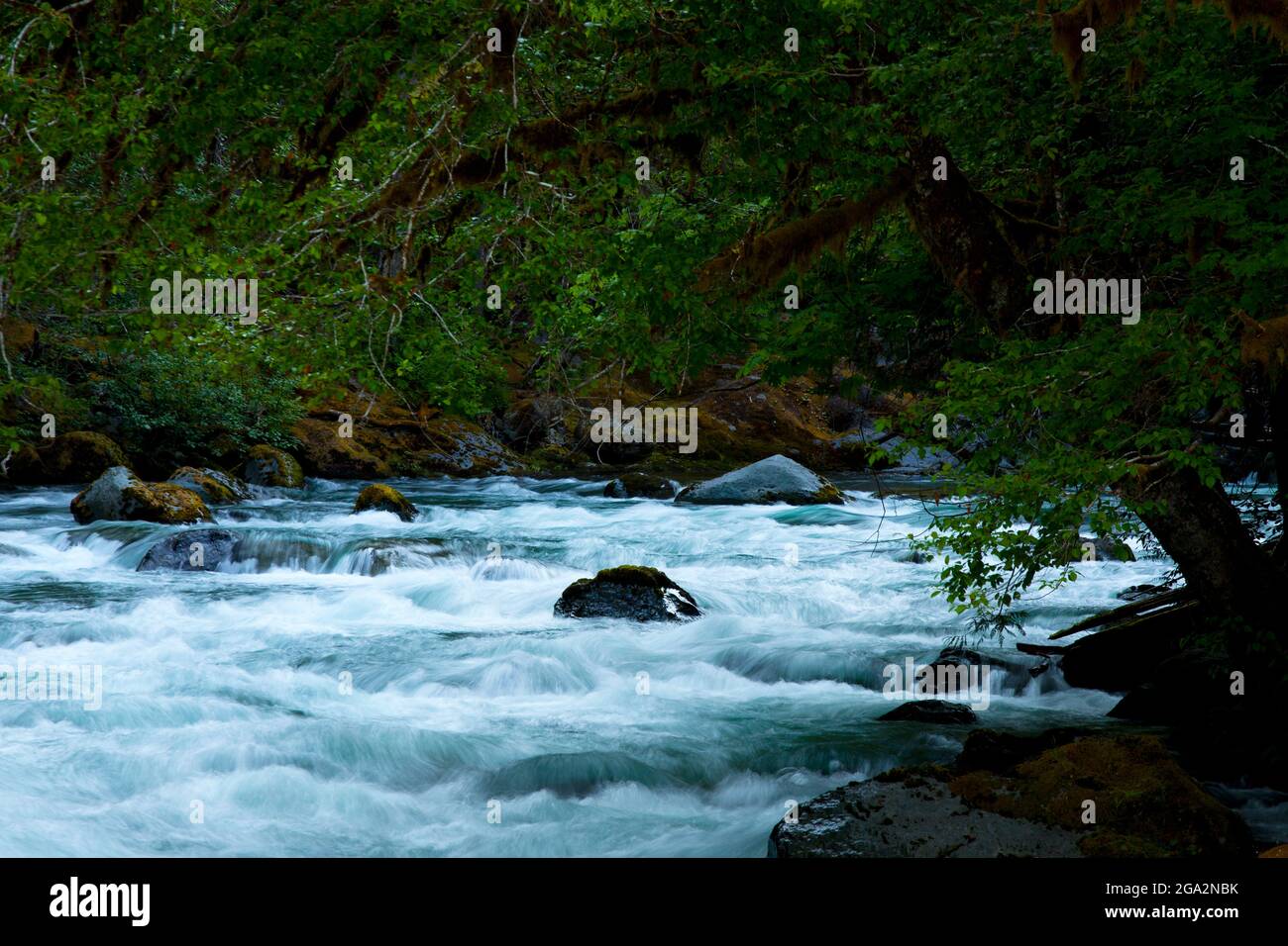 a exterior picture of an Pacific Northwest rainforest river Stock Photo ...