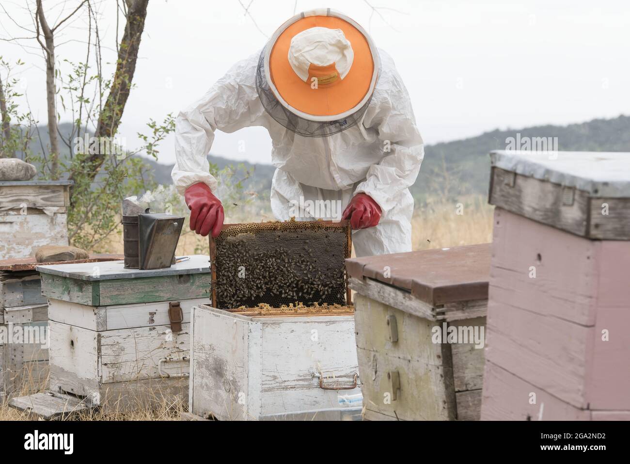 A beekeeper working on a row of beehives, pulling out a honey cell ...