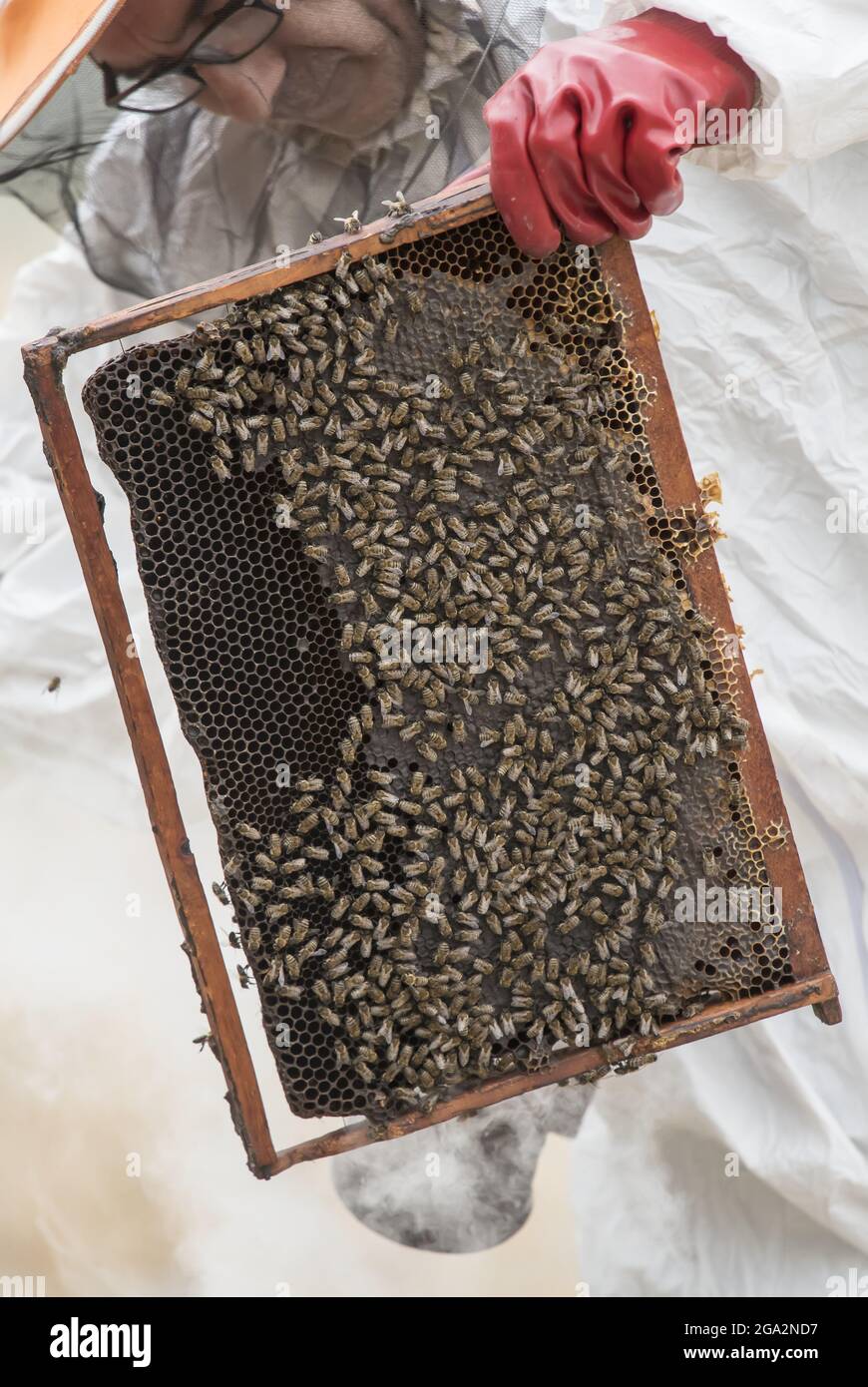 Close-up of a beekeeper holding a honey cell frame using a smoker to ...