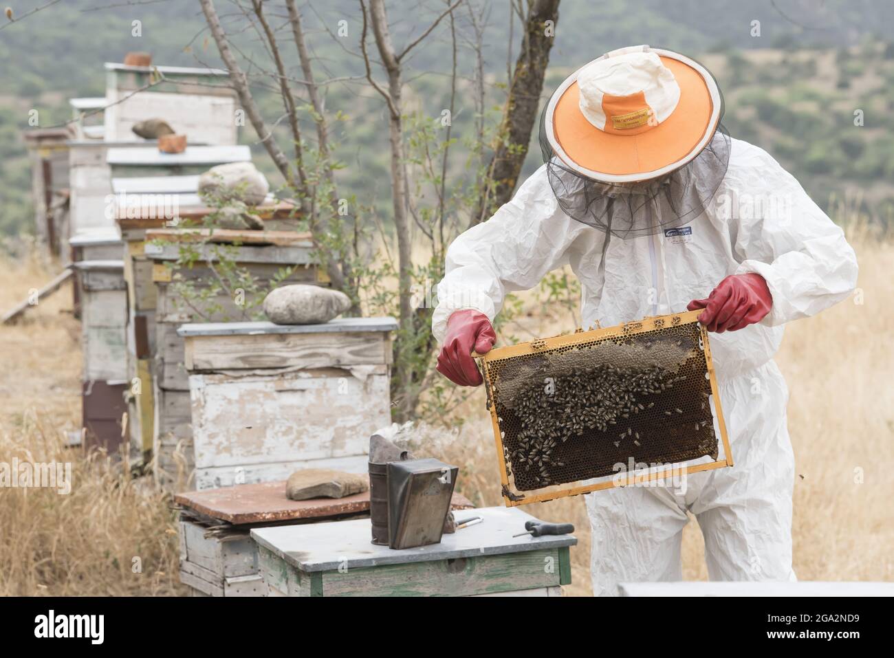 National day of of the honey bee hi-res stock photography and images ...