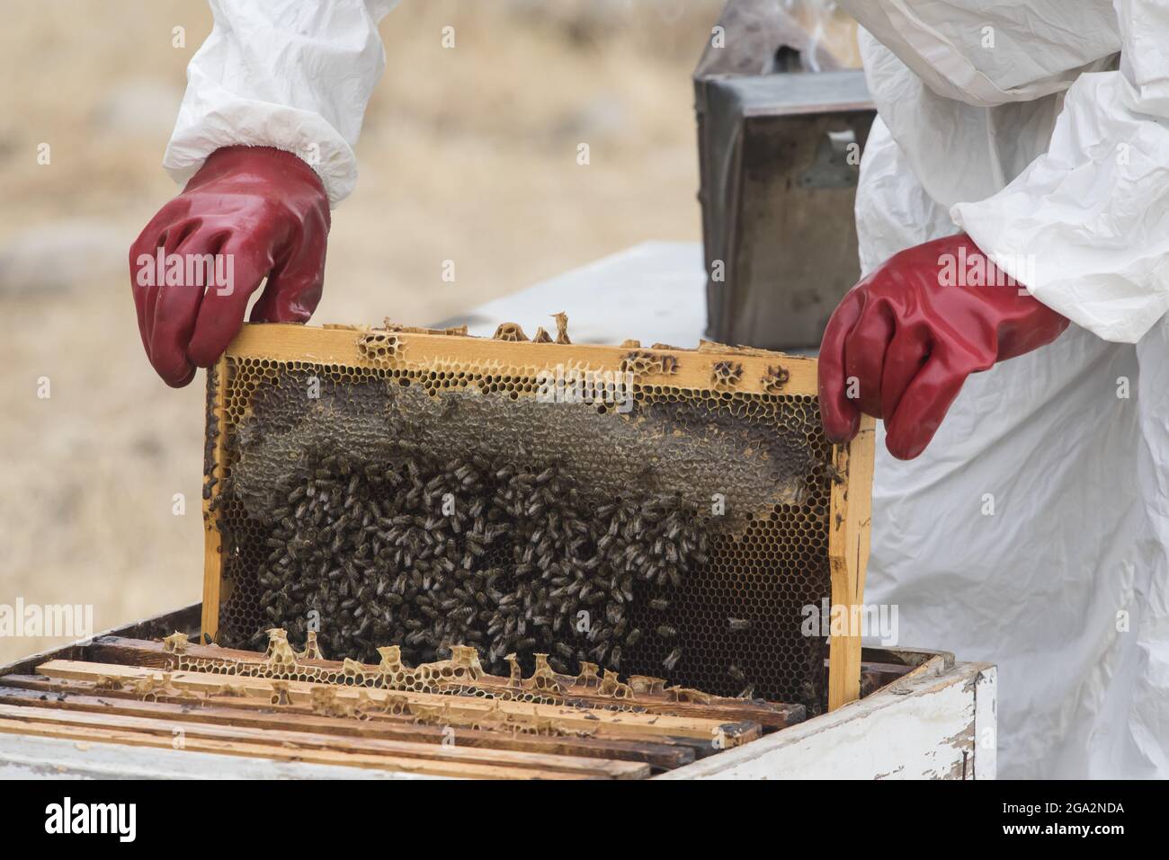 National day of of the honey bee hi-res stock photography and images ...