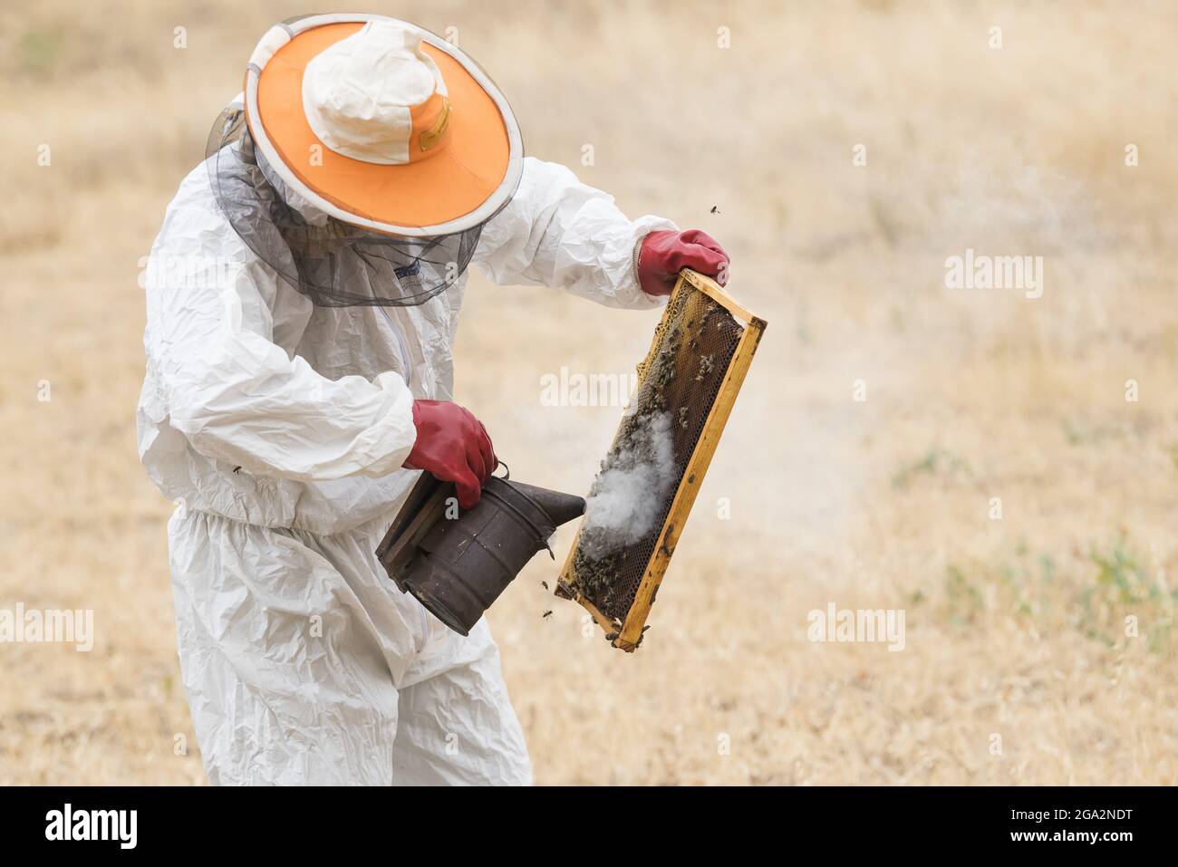 A beekeeper holds a honey cell frame using a smoker to calm the bee ...