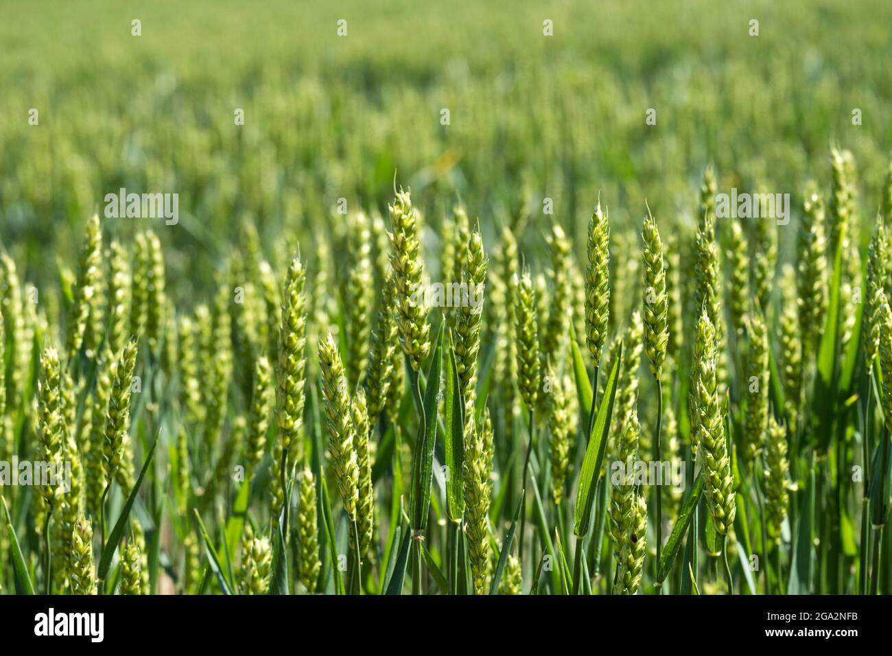 Cropping Photography Examples