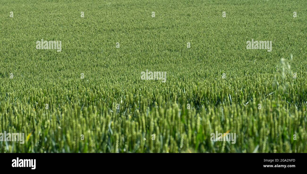 Green Barley crop field example Stock Photo - Alamy