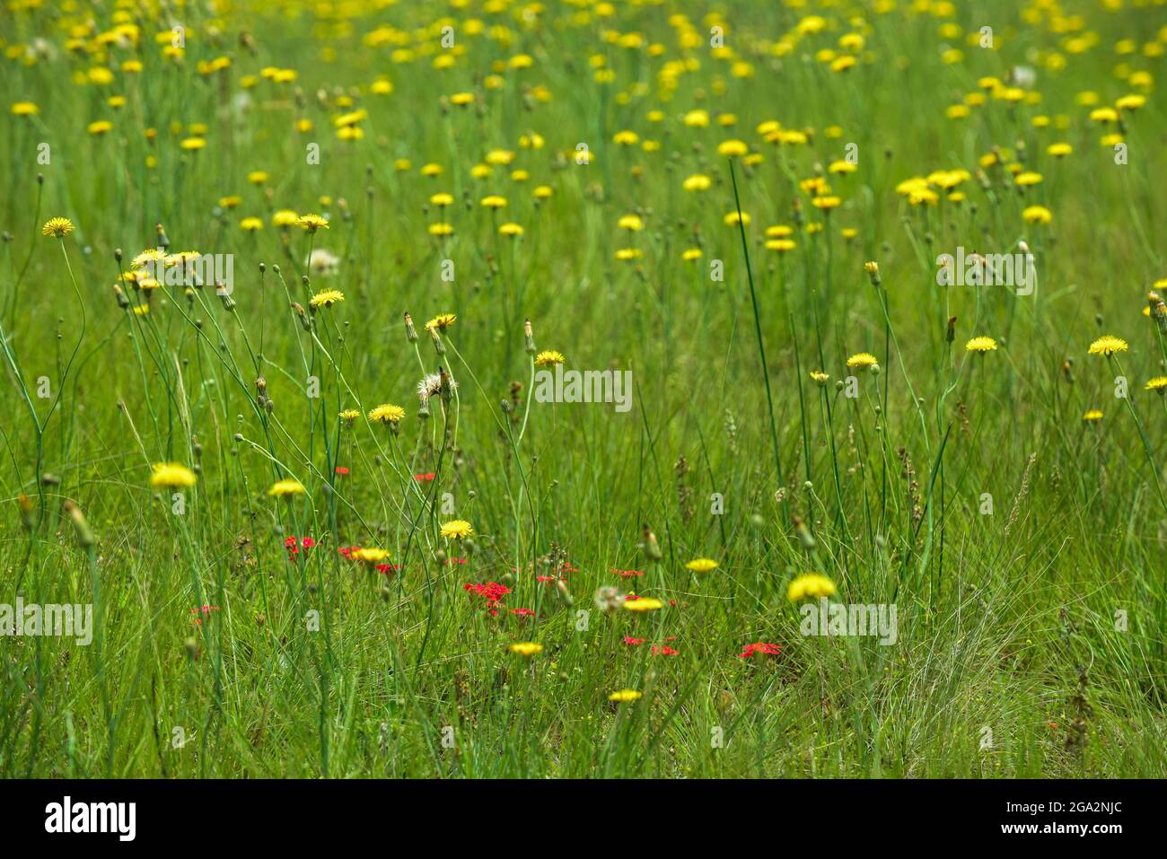 Wild flora, flowers in spring in the Pampas landscape, La Pampa ...