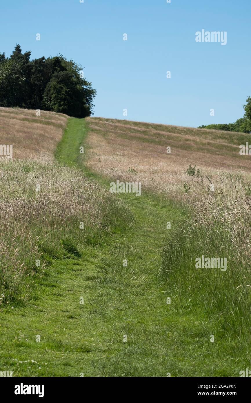 Path across a grassy meadow Stock Photo - Alamy