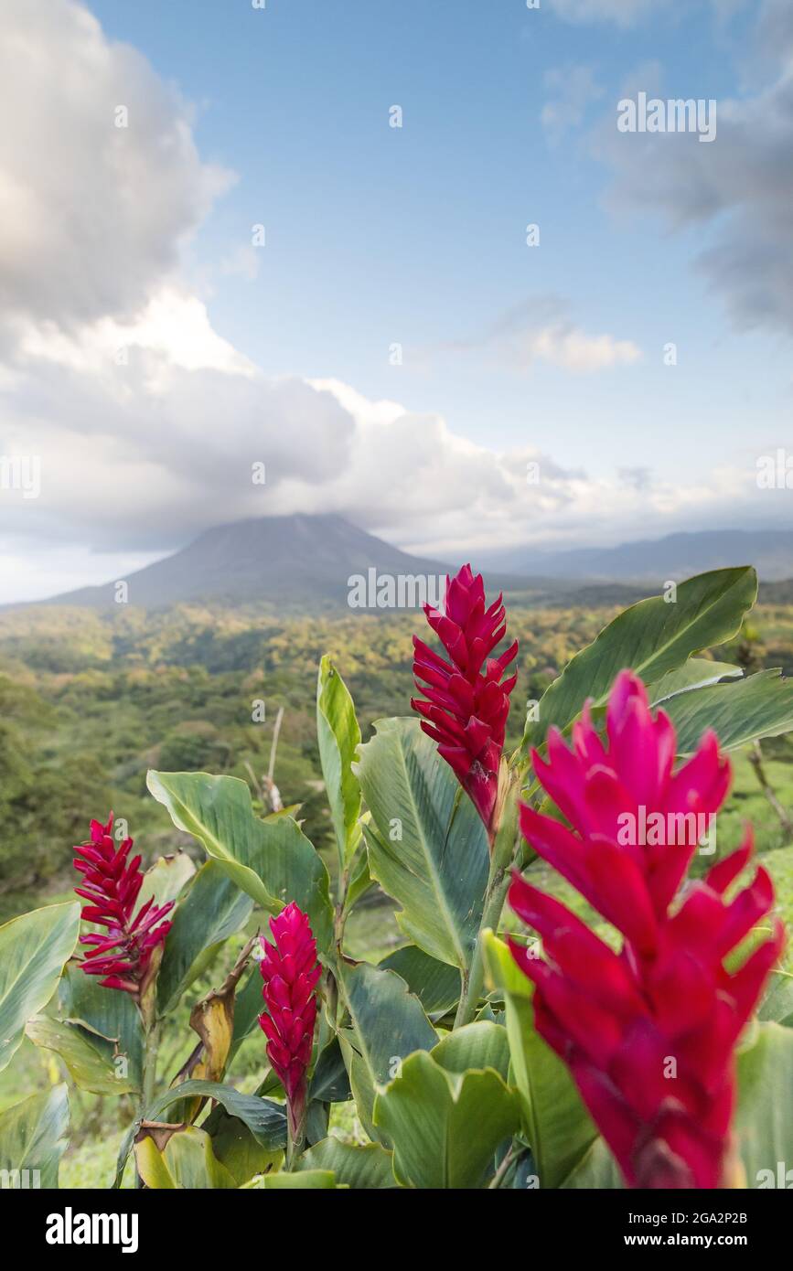 Vibrant, red ginger flowers (Alpinia purpurata) bloom in front of ...