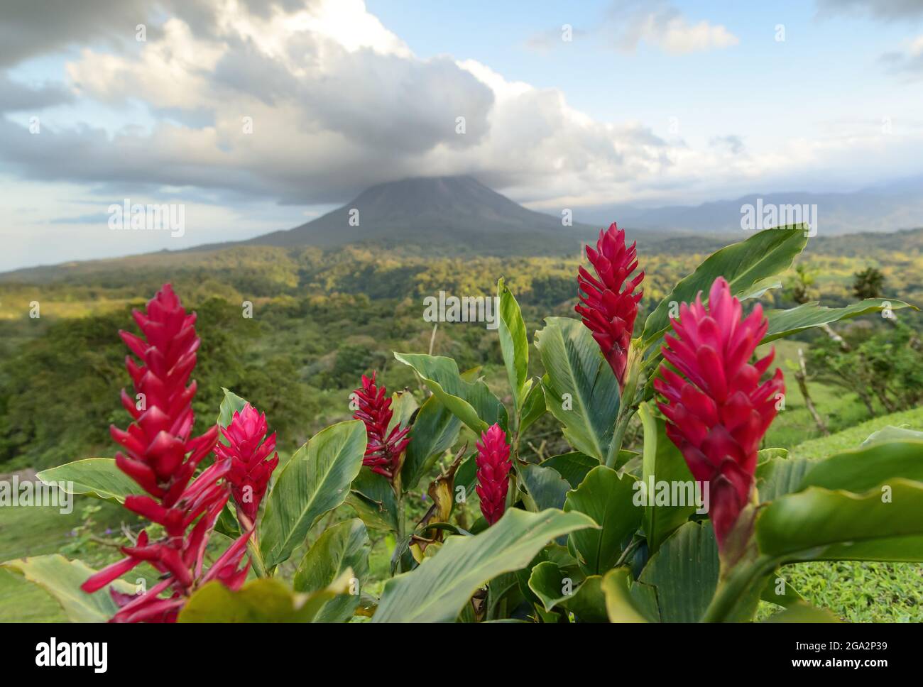 Ginger flowers hi-res stock photography and images - Alamy