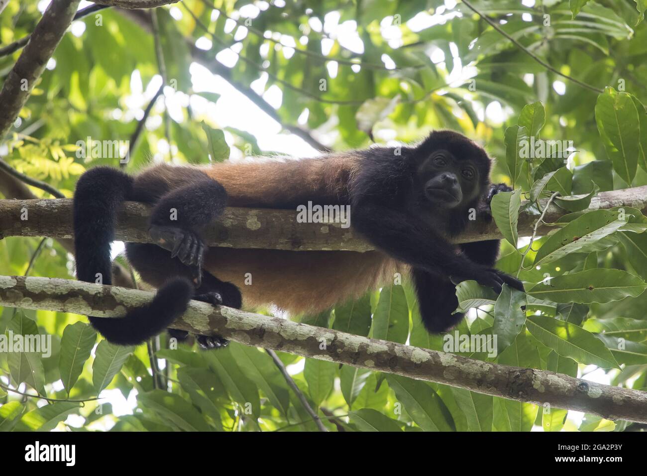 A mantled howler monkey (Alouatta palliata) rests on a tree branch in a ...