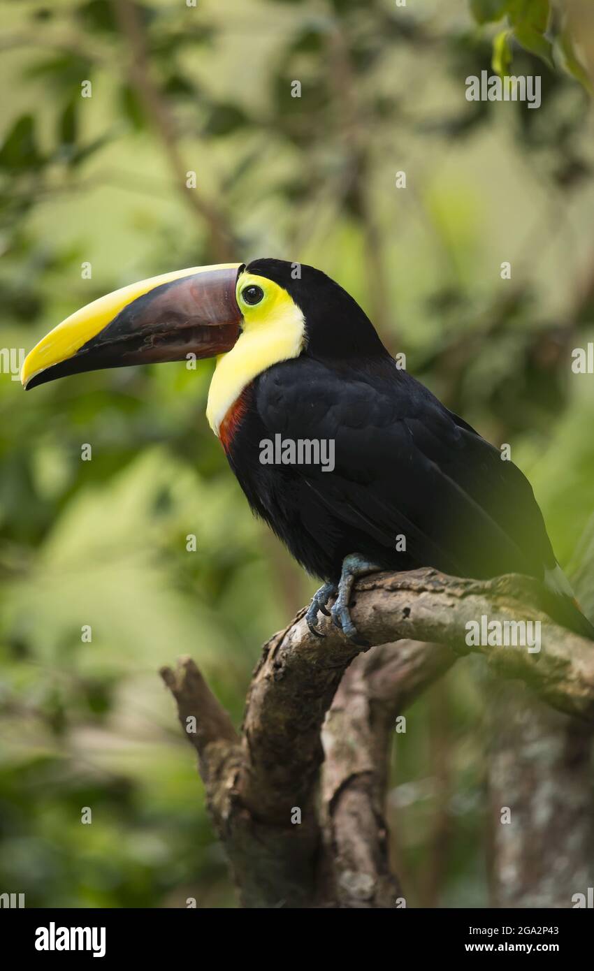 Toucan profile hi-res stock photography and images - Alamy