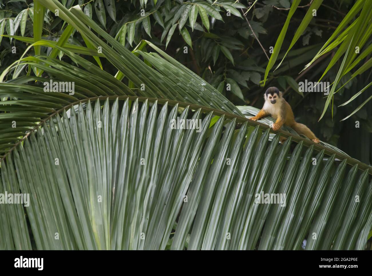 Palm frond hanging hi-res stock photography and images - Alamy