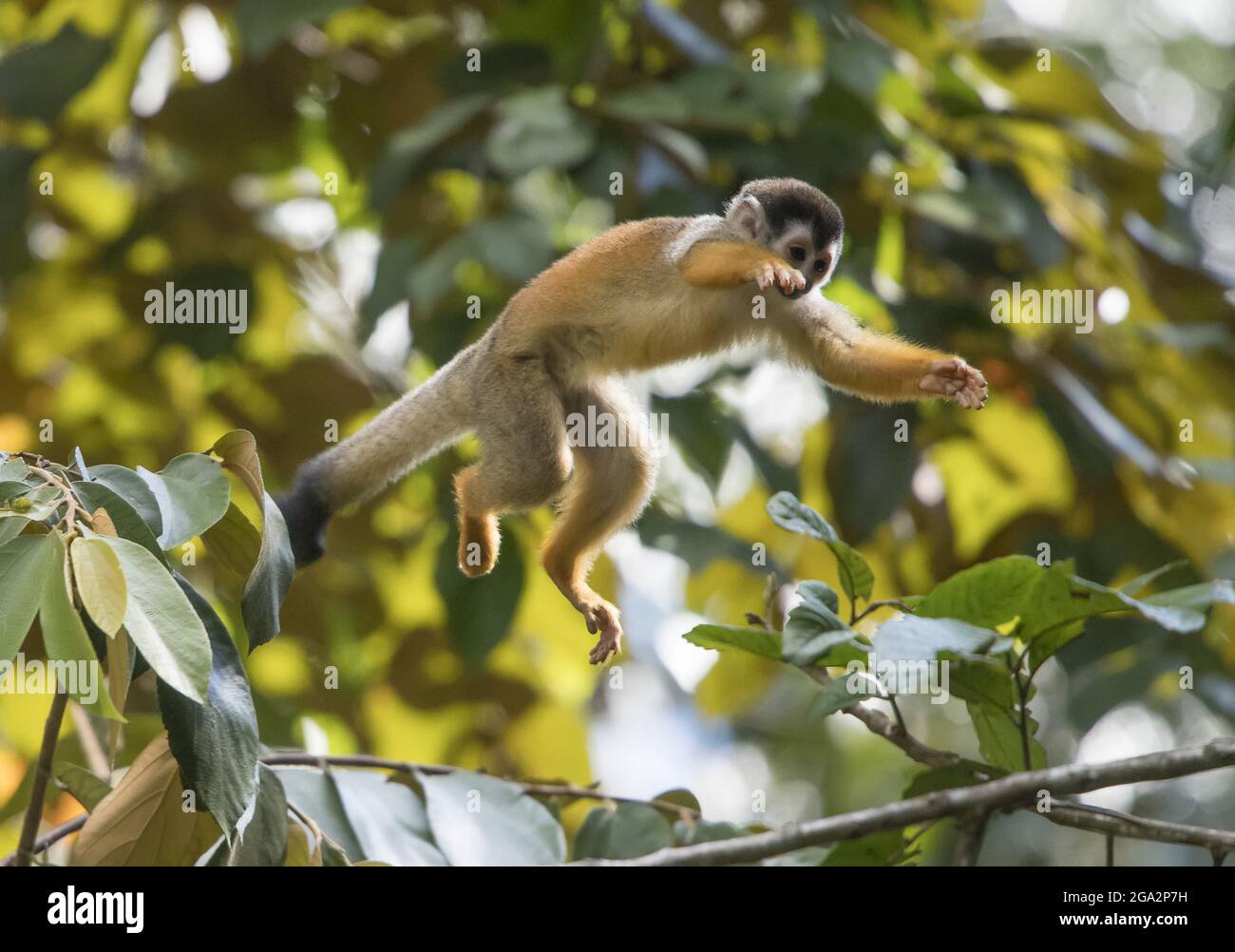 Rainforest canopy monkey leaping hi-res stock photography and images ...