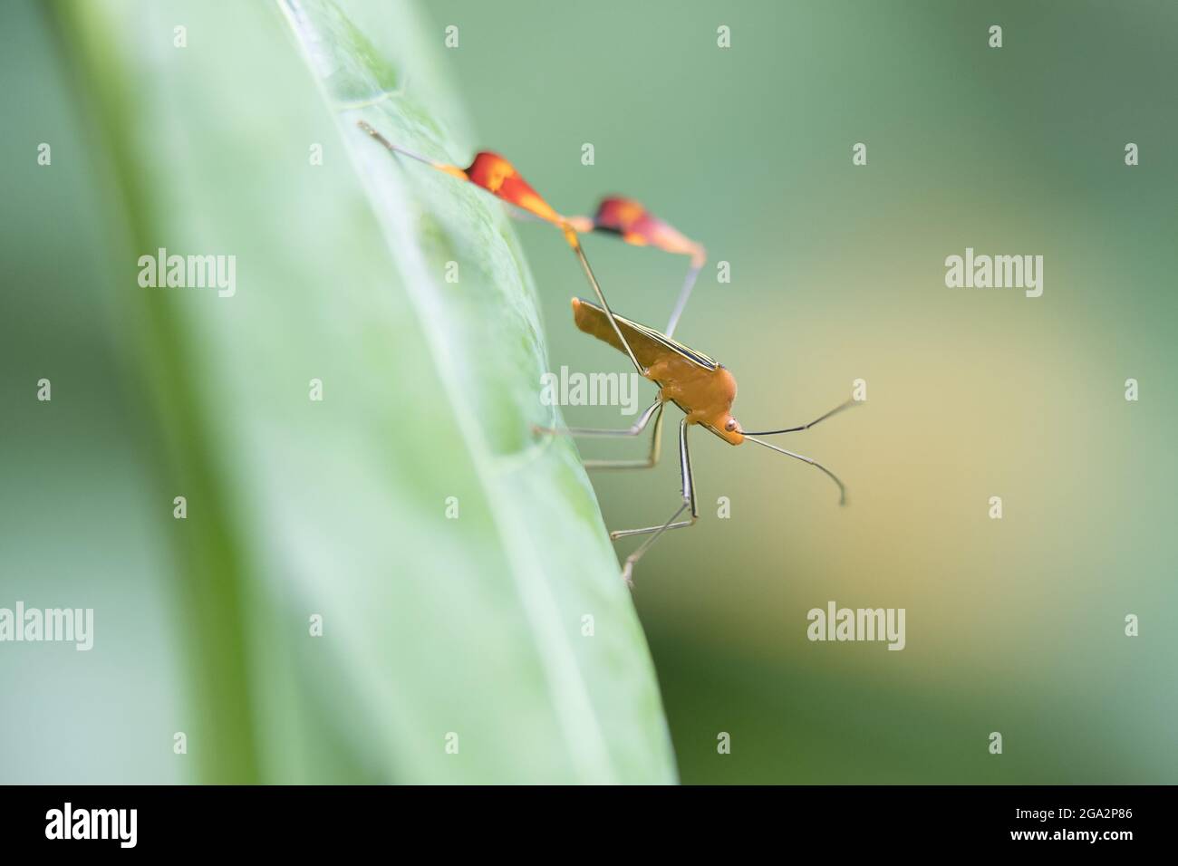 Flag-footed bug (Anisoscelis flavolineata) resting on a green leaf in ...