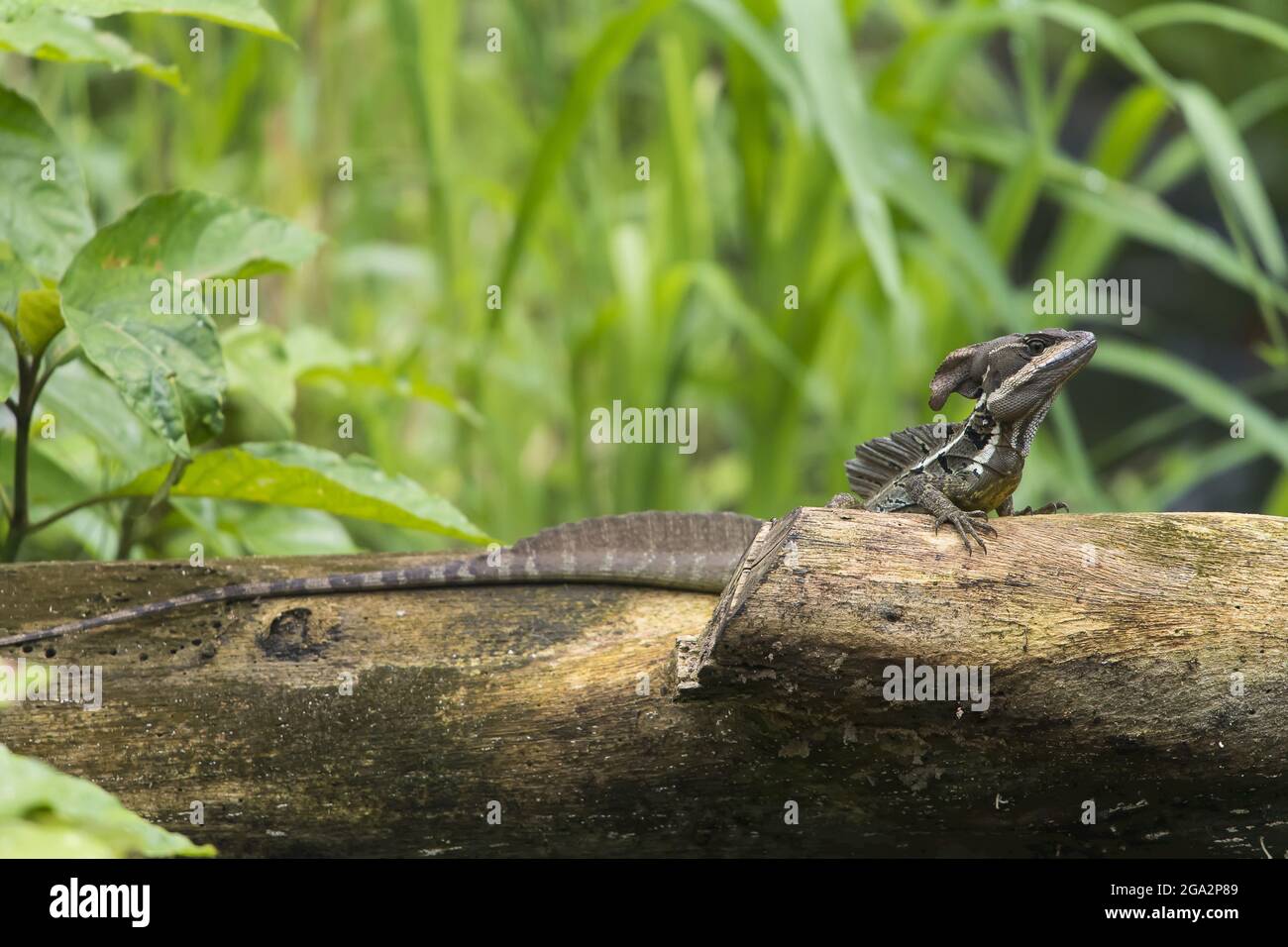 A Common basilisk (Basiliscus basiliscus) rests on a fallen tree trunk ...