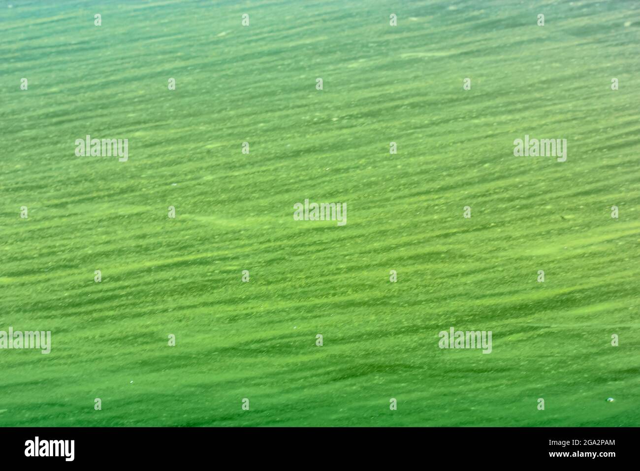 Algae in the lake, river. Active reproduction of microscopic blue-green ...
