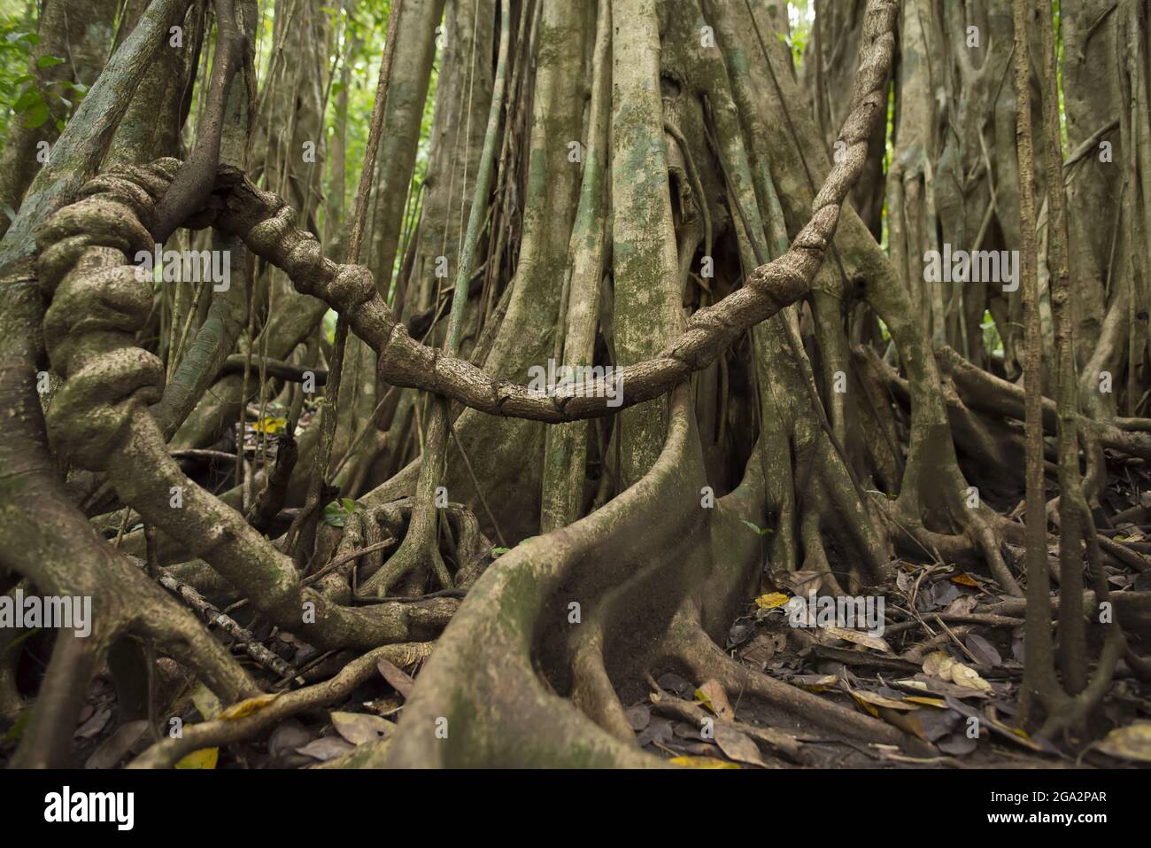 Strangler fig (Ficus costaricana) in the rainforest of Corcovado ...