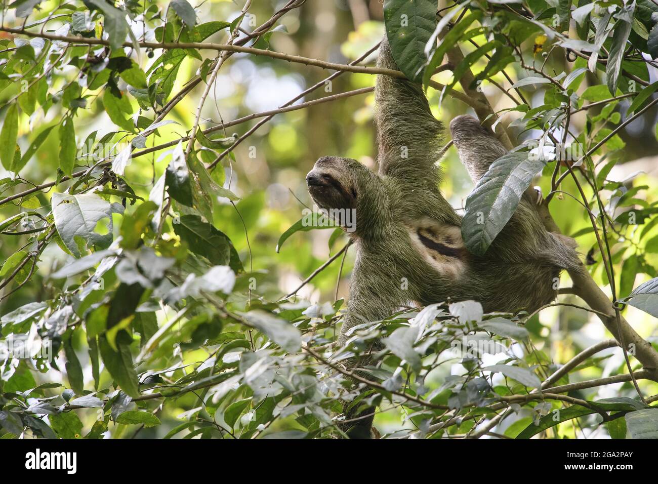 A male, brown-throated, three-toed sloth (Bradypus variegatus) hanging ...
