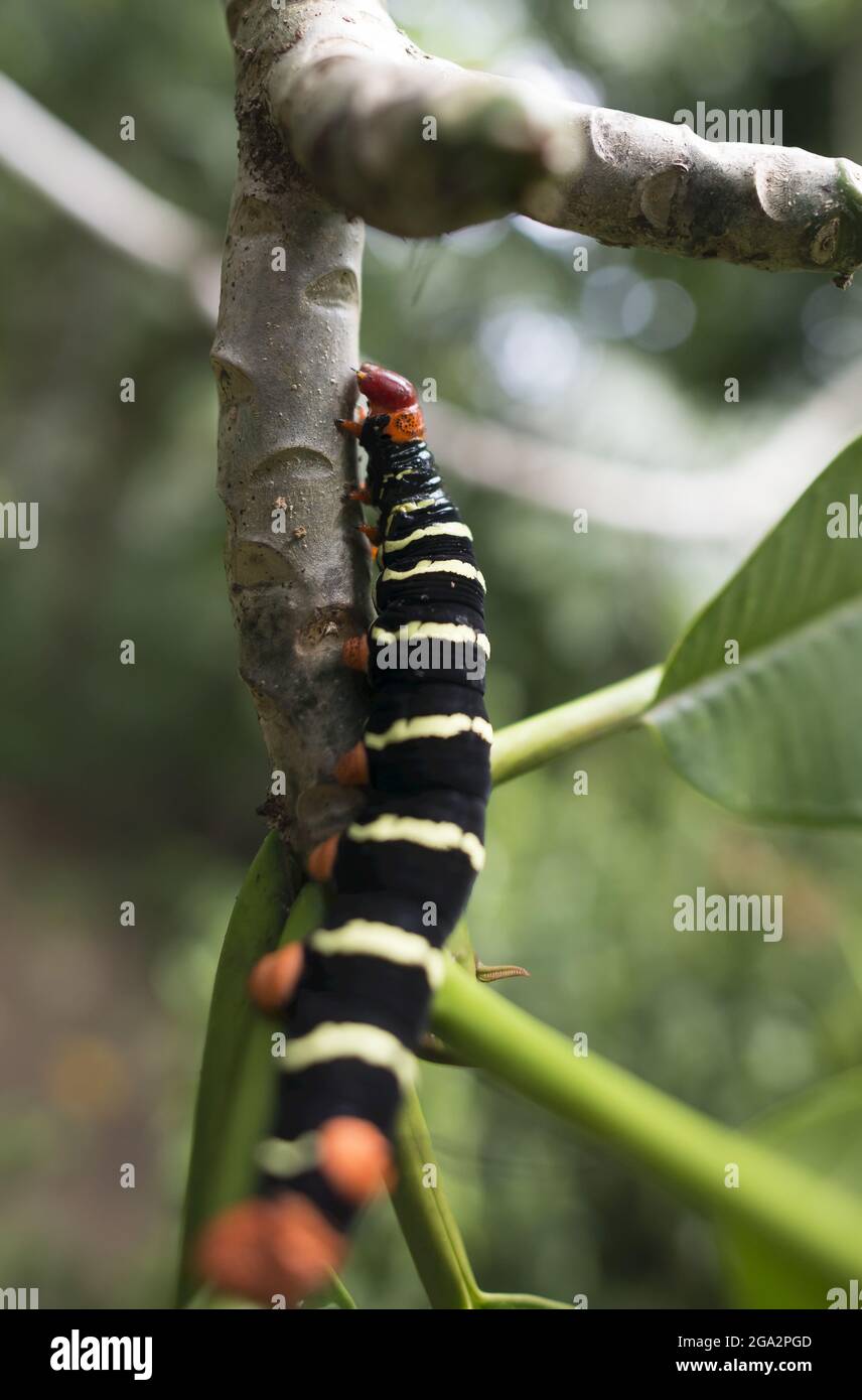 A Tetrio sphinx catepillar (Pseudosphinx tetrio) climbs a tree branch ...