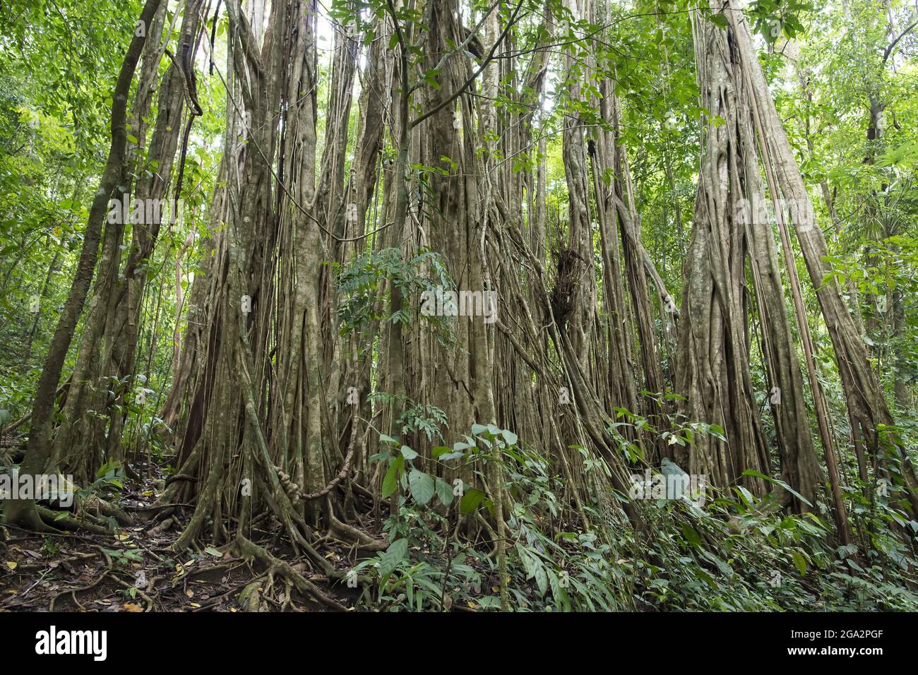 Strangler fig in the rainforest of Corcovado National Park, Costa Rica ...