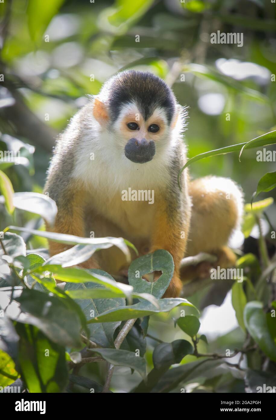 A Squirrel monkey (Saimiri) climbs through a tree in the rainforest of ...