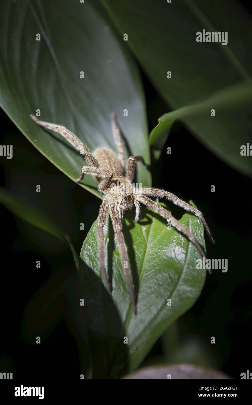 A Wolf spider (Lycosidae) rests in wait for it's prey on a large leaf ...