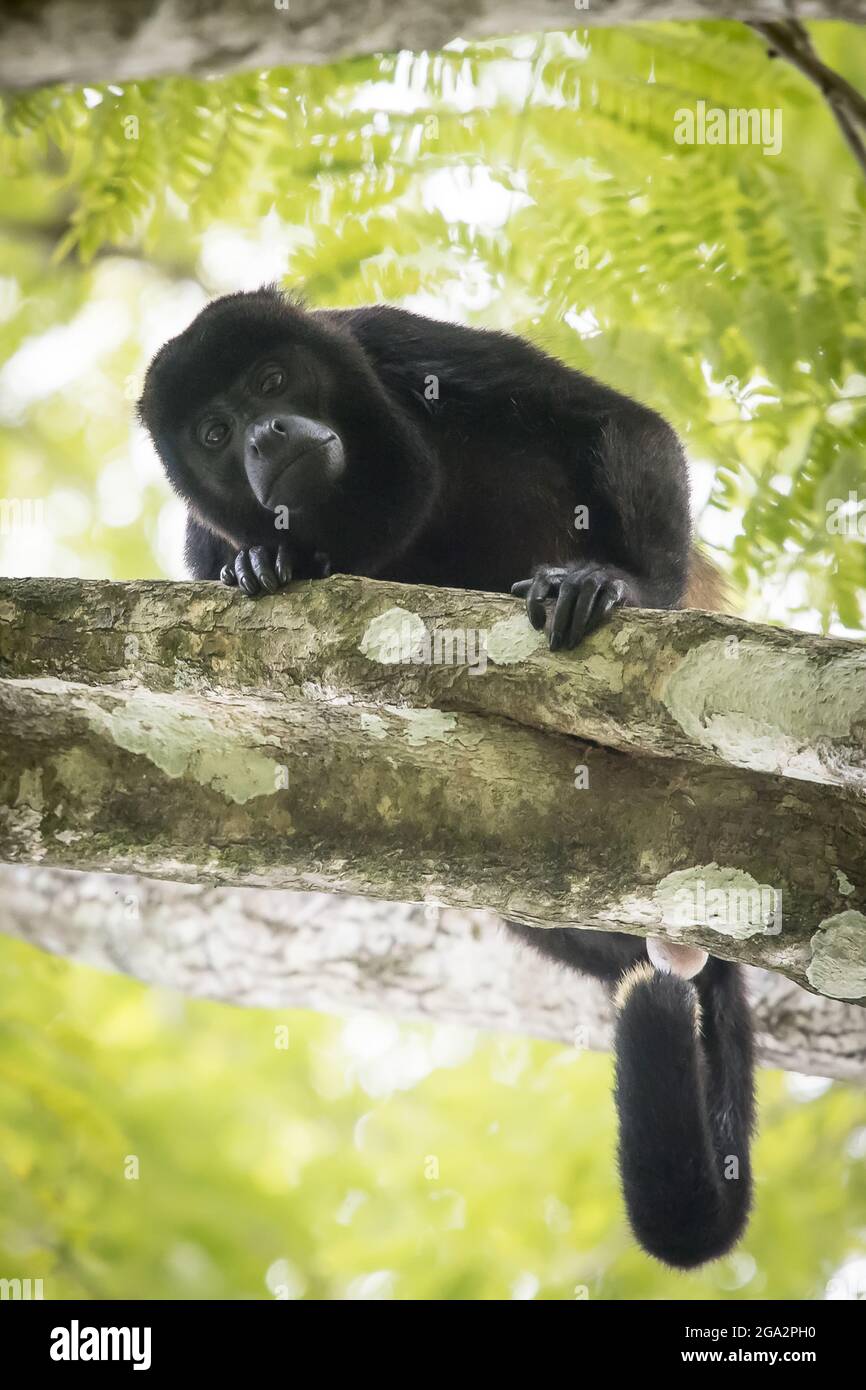 A Mantled howler monkey (Alouatta palliata) rests on a tree branch in a ...