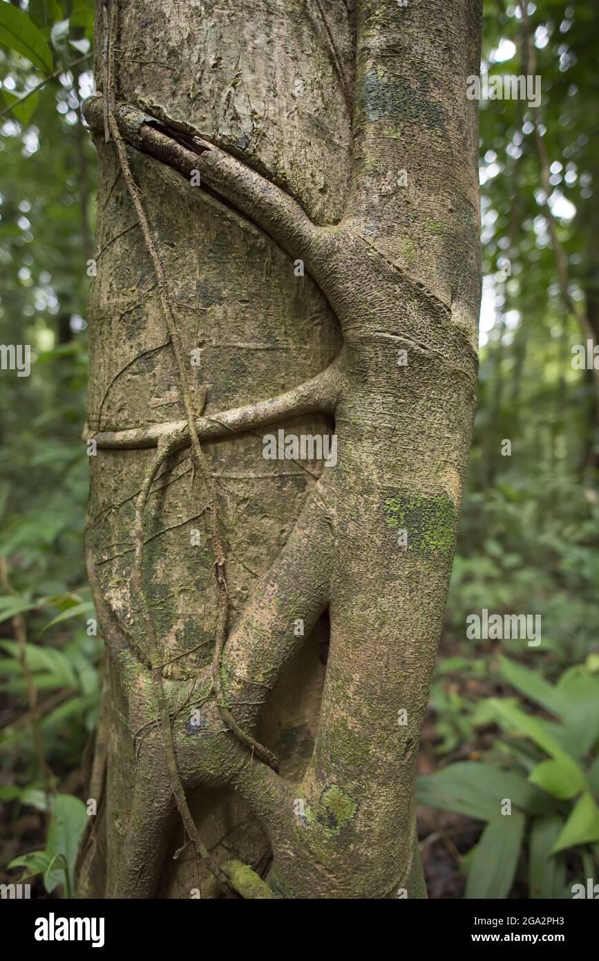 Strangler fig in the rainforest of Corcovado National Park, Costa Rica ...