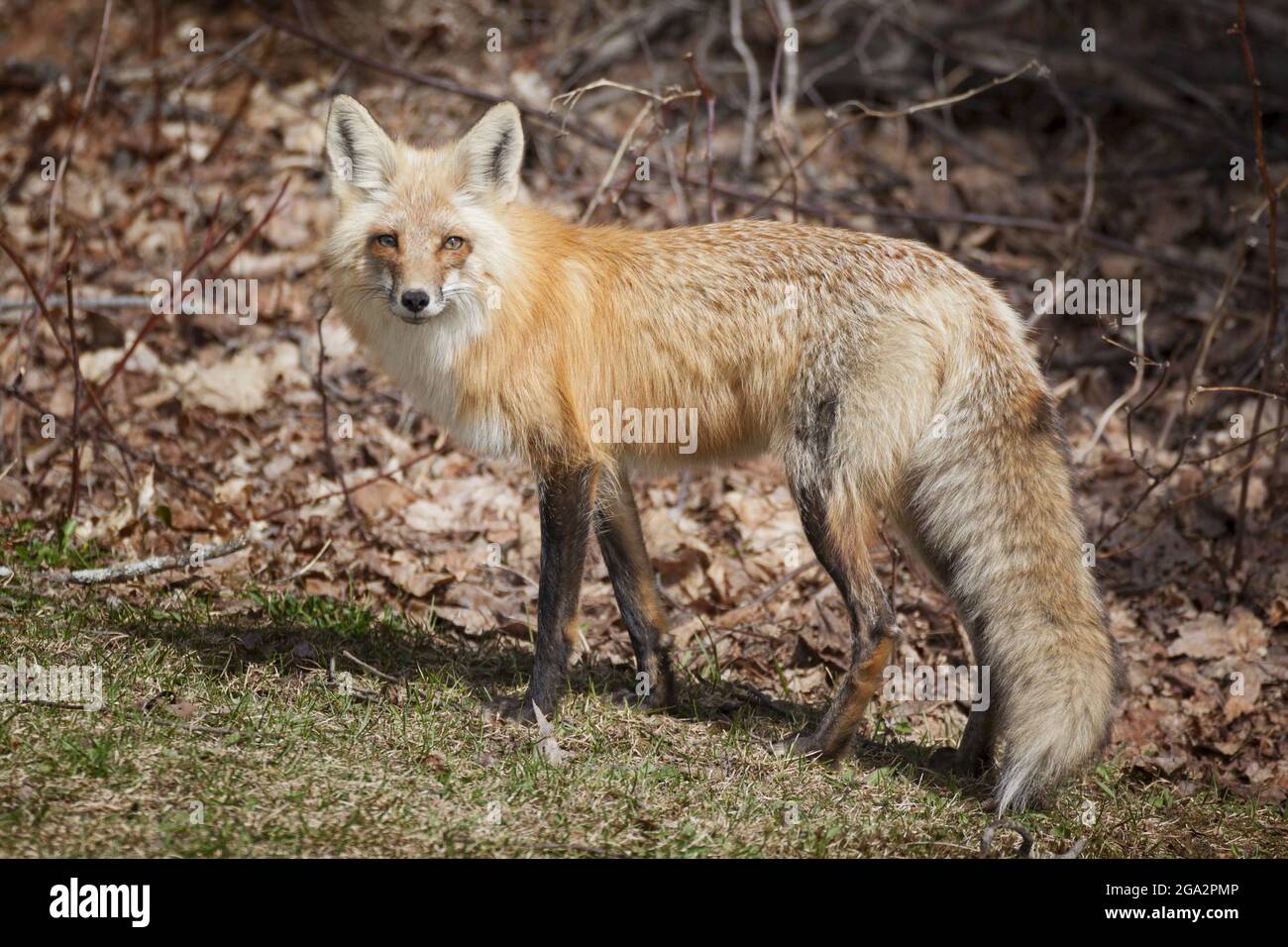Red fox ontario canada hi-res stock photography and images - Alamy