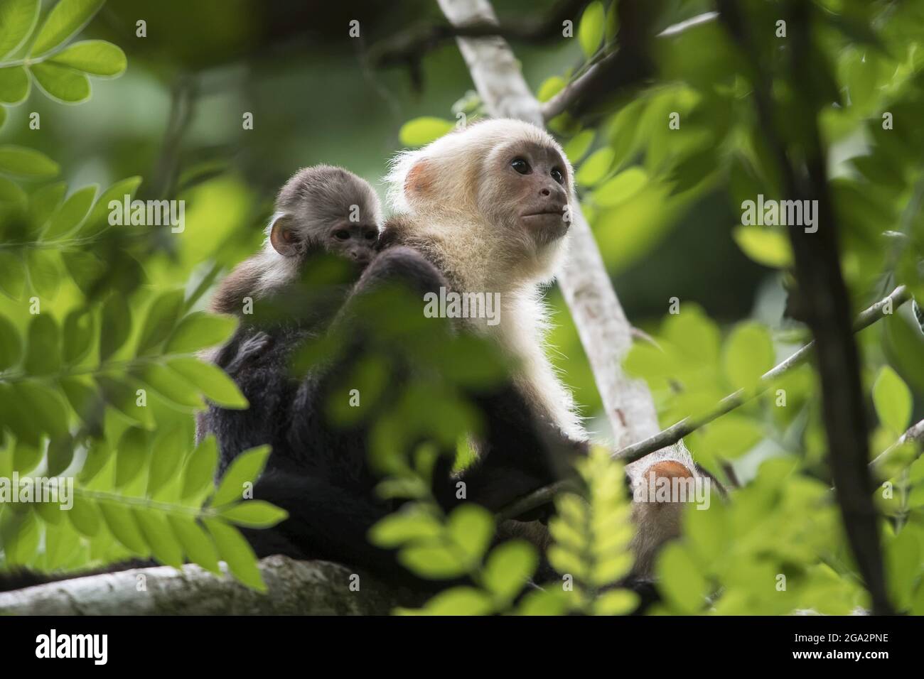 A White-headed capuchin monkey (Cebus sp.) mother and baby climb a tree ...