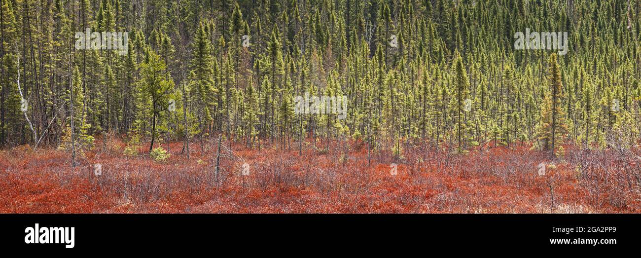 Blazing autumn colour along a forest; Thunder Bay, Ontario, Canada ...