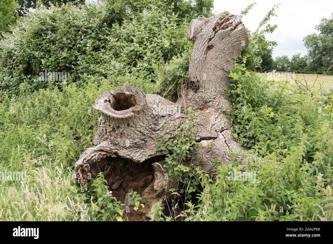 Old dead tree trunk being overgrown Stock Photo - Alamy