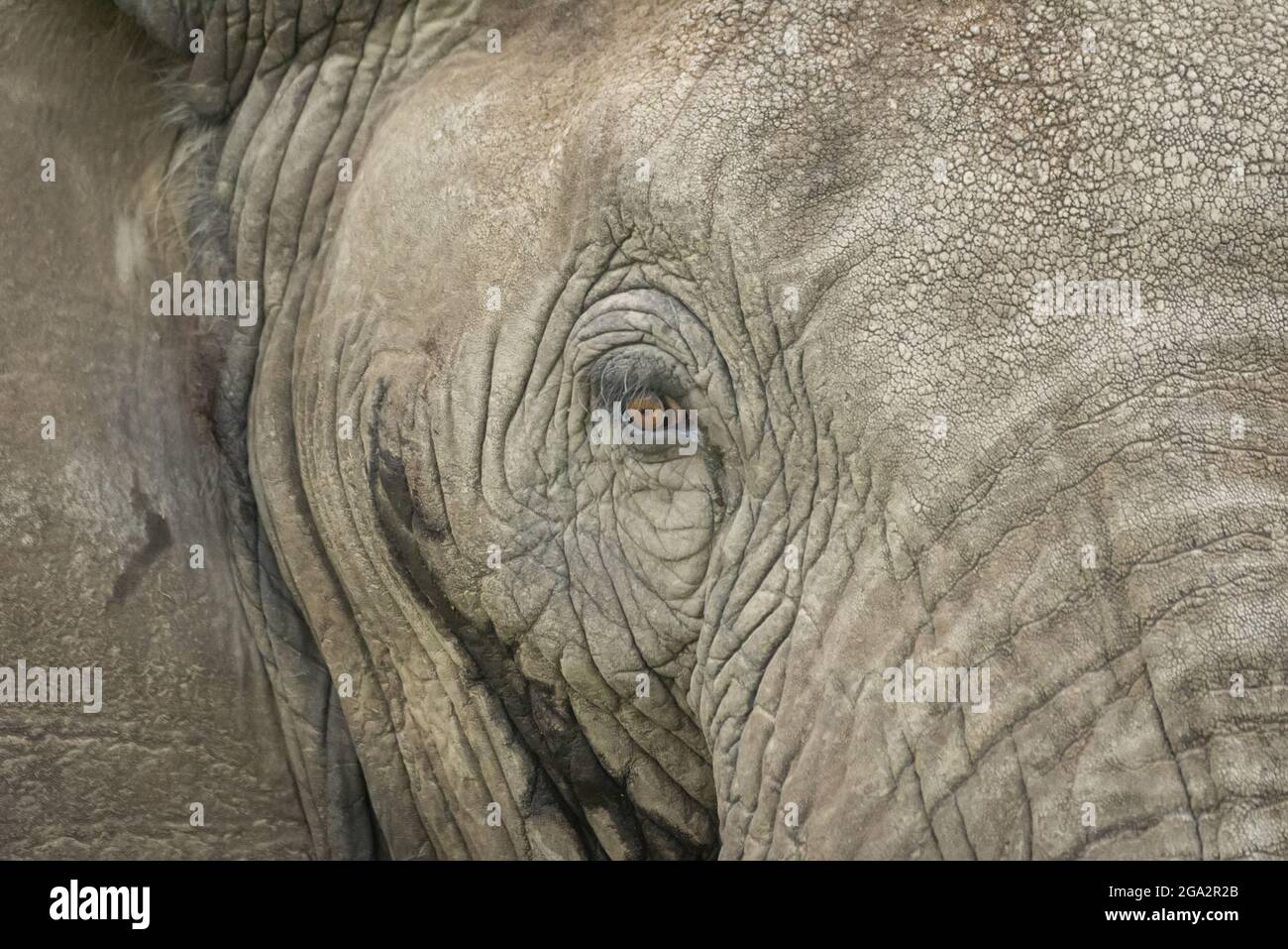 African skin color hi-res stock photography and images - Alamy