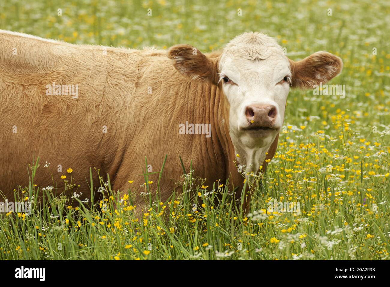 Close-up portrait of a cow (Bos taurus) standing in a flowered pasture ...