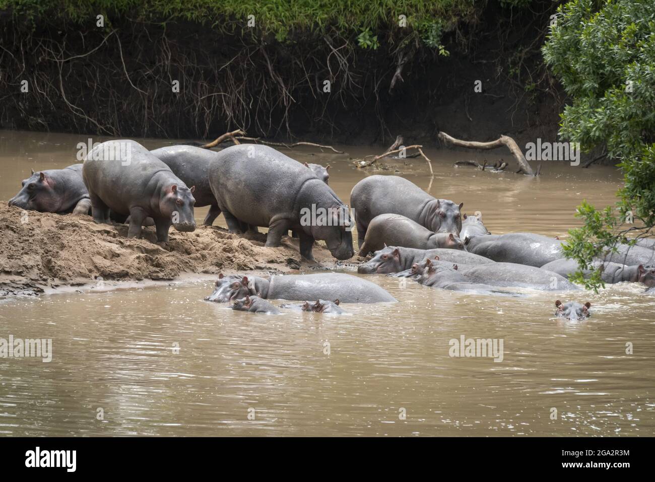 Side view of hippo hi-res stock photography and images - Alamy