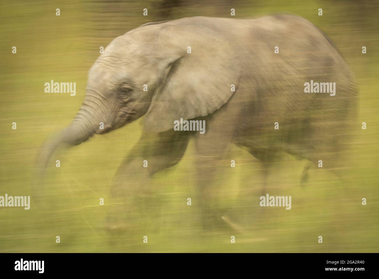 Elephant slow motion hi-res stock photography and images - Alamy