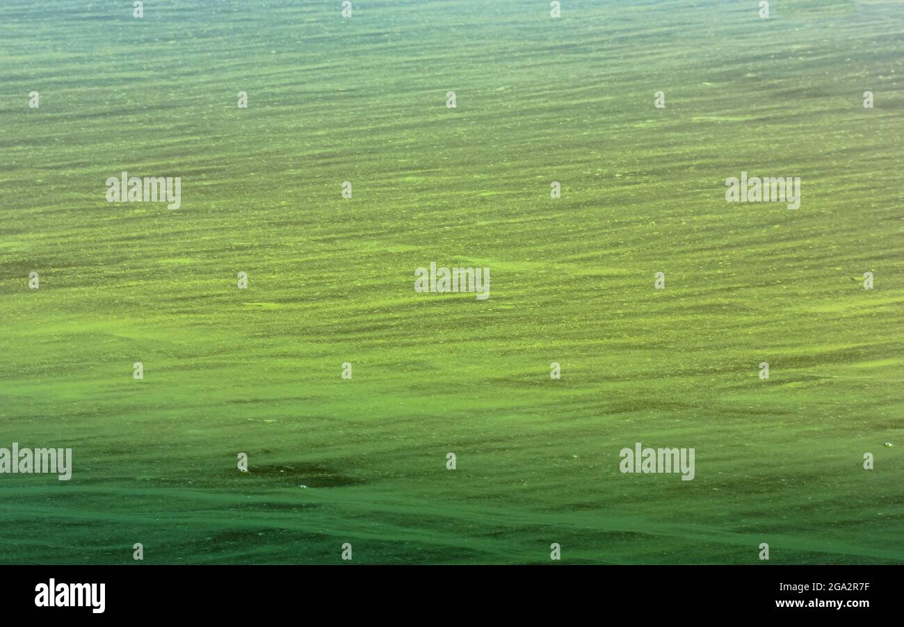 Algae in the lake, river. Active reproduction of microscopic blue-green ...