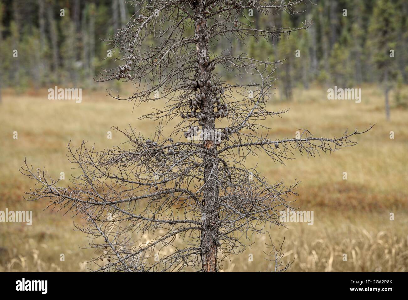 Barren wilderness hi-res stock photography and images - Alamy