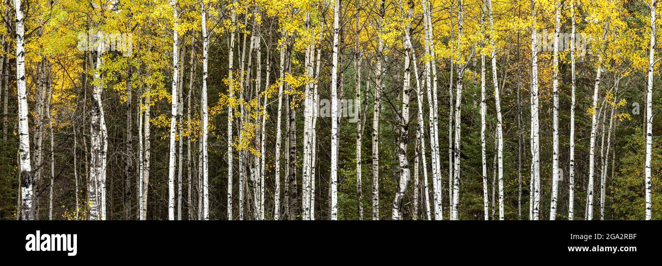 Birch trees in autumn colours; Thunder Bay, Ontario, Canada Stock Photo ...
