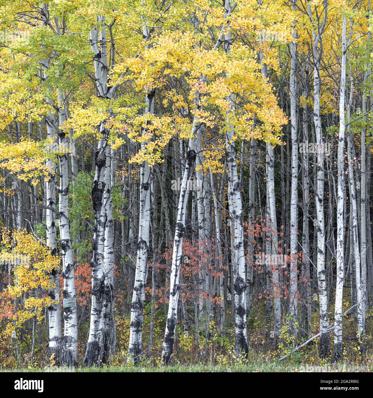 Birch trees in autumn colours; Thunder Bay, Ontario, Canada Stock Photo ...