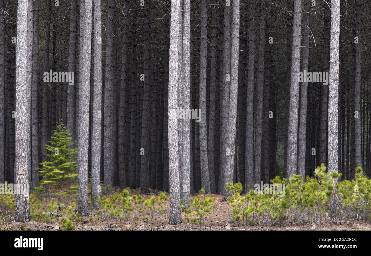 An abundance of tree trunks in a wooded area for forest farming ...