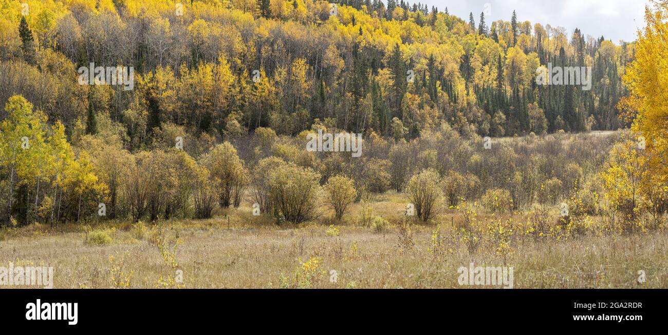 Autumn colours in the Northern Ontario wilderness; Thunder Bay, Ontario ...