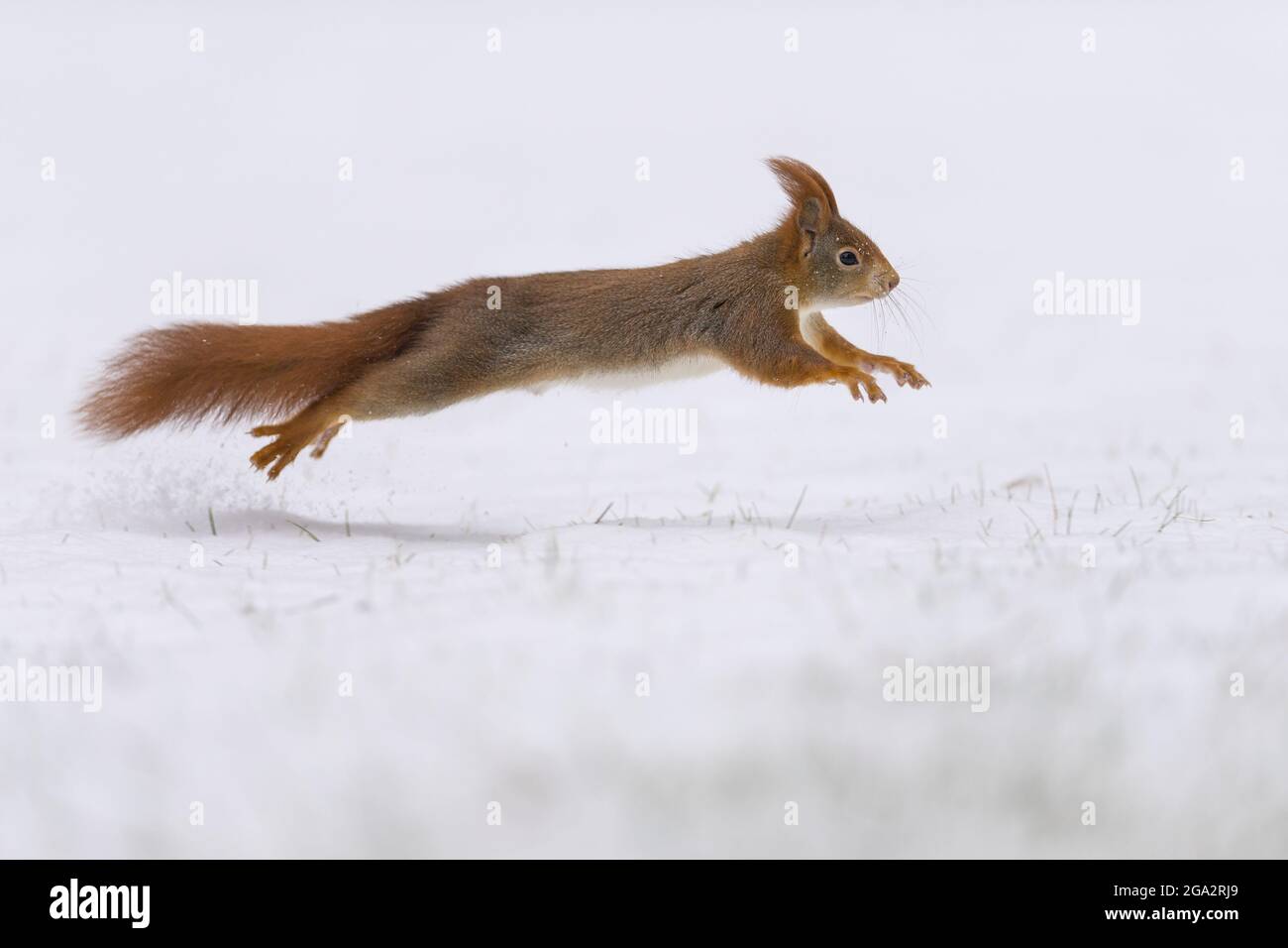 Red Squirrel (Sciurus vulgaris) running in snow; Germany Stock Photo ...