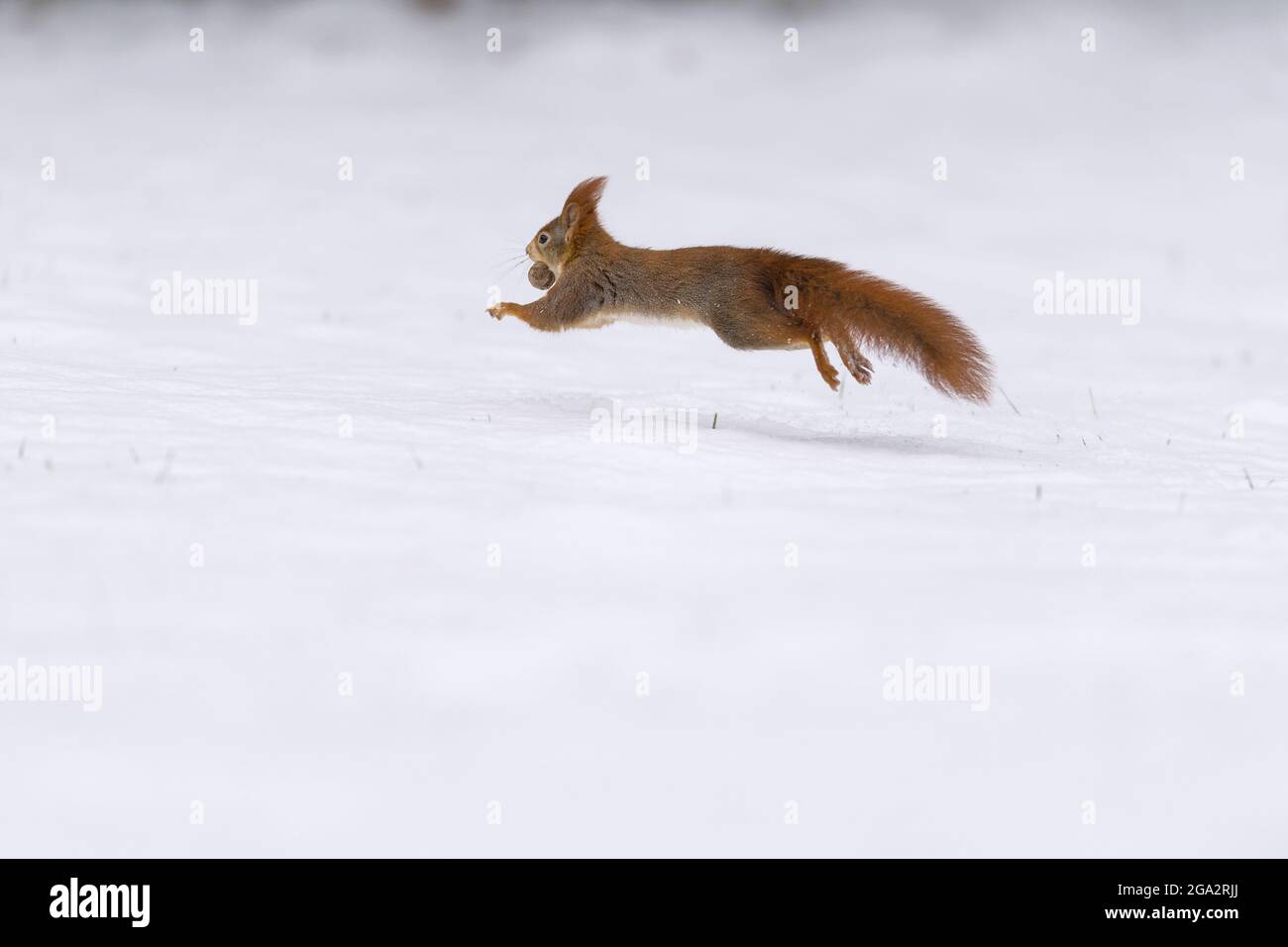 Red Squirrel (Sciurus vulgaris) running in snow carrying an acorn in it ...