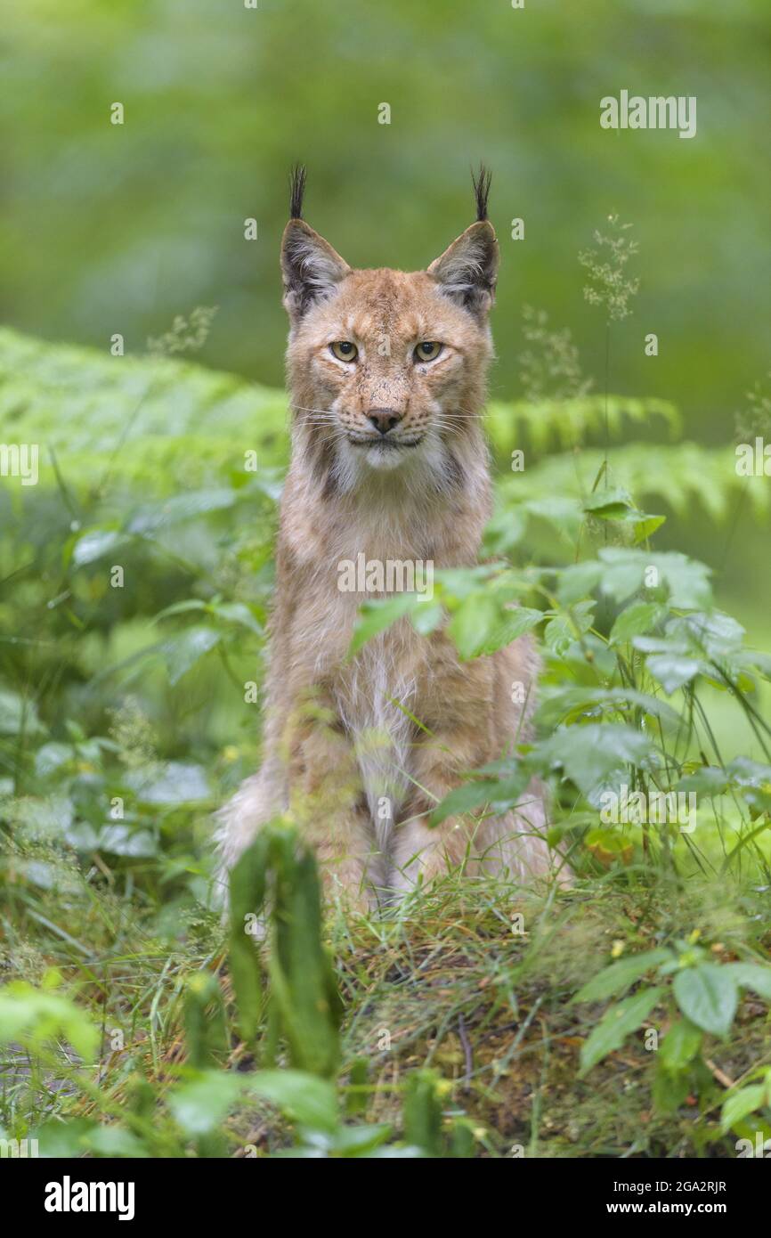 European Lynx (Lynx lynx) staring into the camera; Germany Stock Photo ...