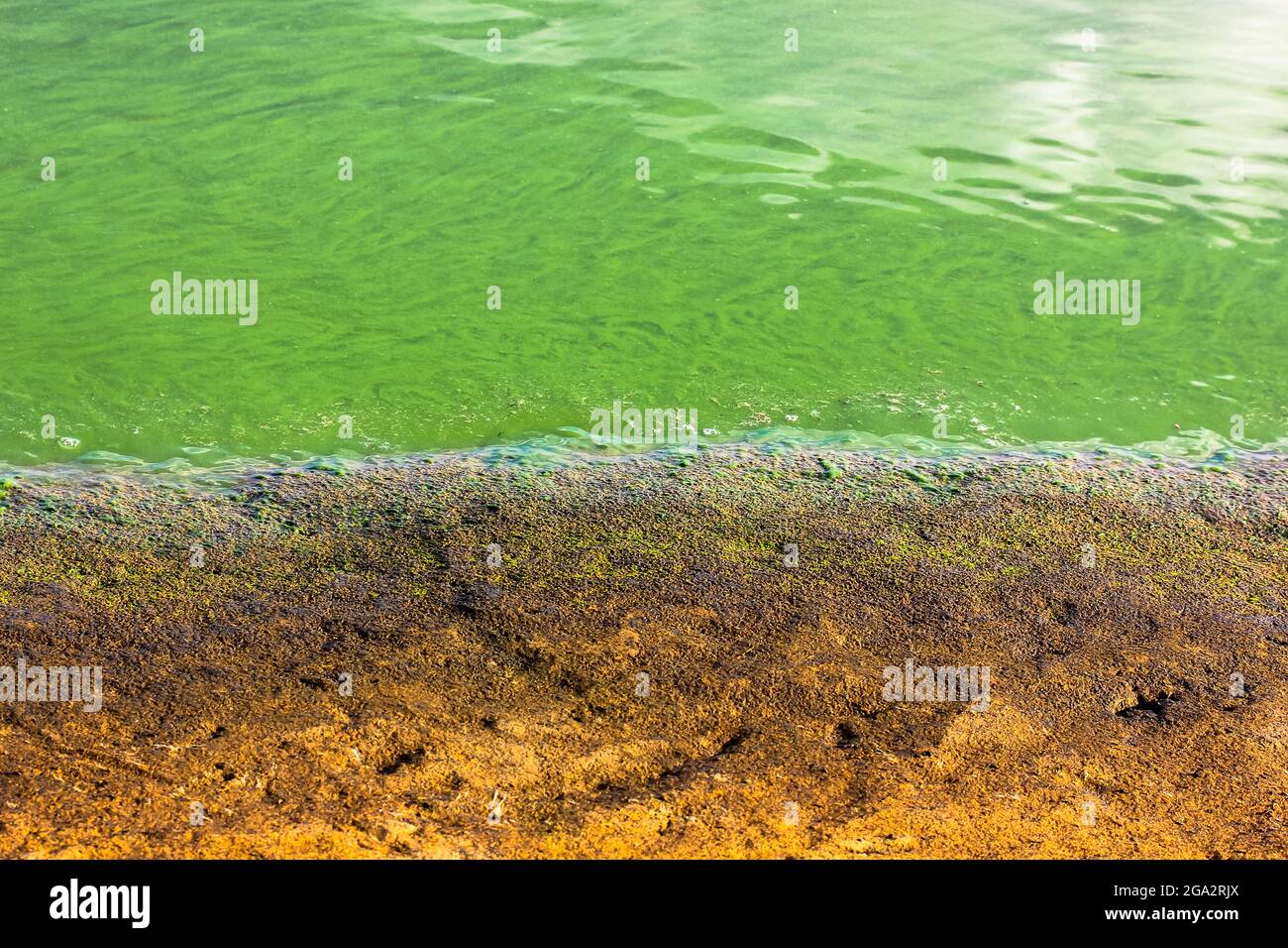 Blooms of cyanobacteria hi-res stock photography and images - Alamy