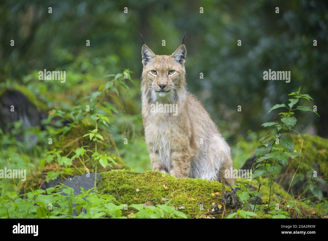 Eurasian lynx lynx lynx sitting on rock hi-res stock photography and ...