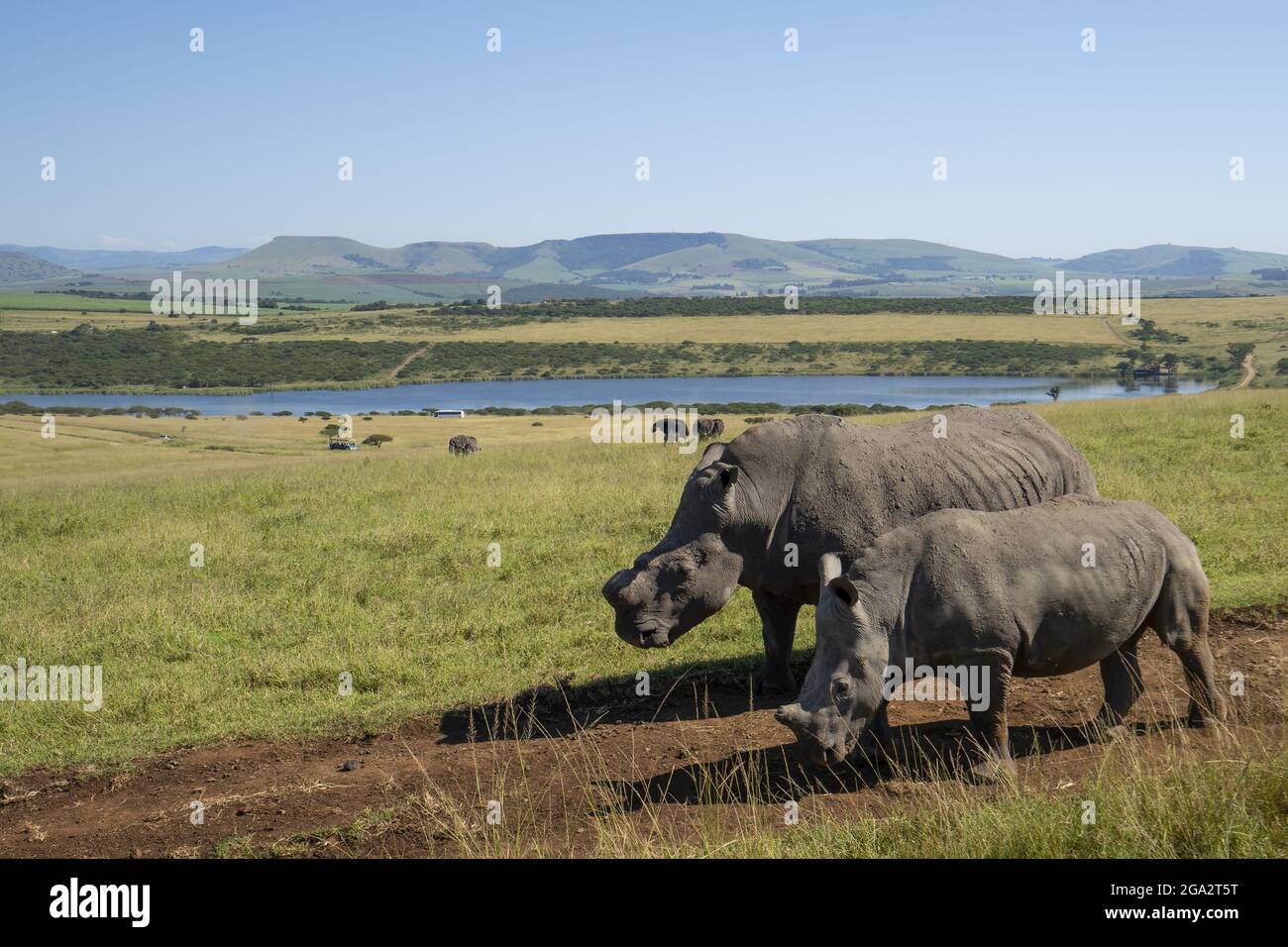 Adult rhinoceros (Rhinocerotidae) and calf, walk along a dirt track in ...