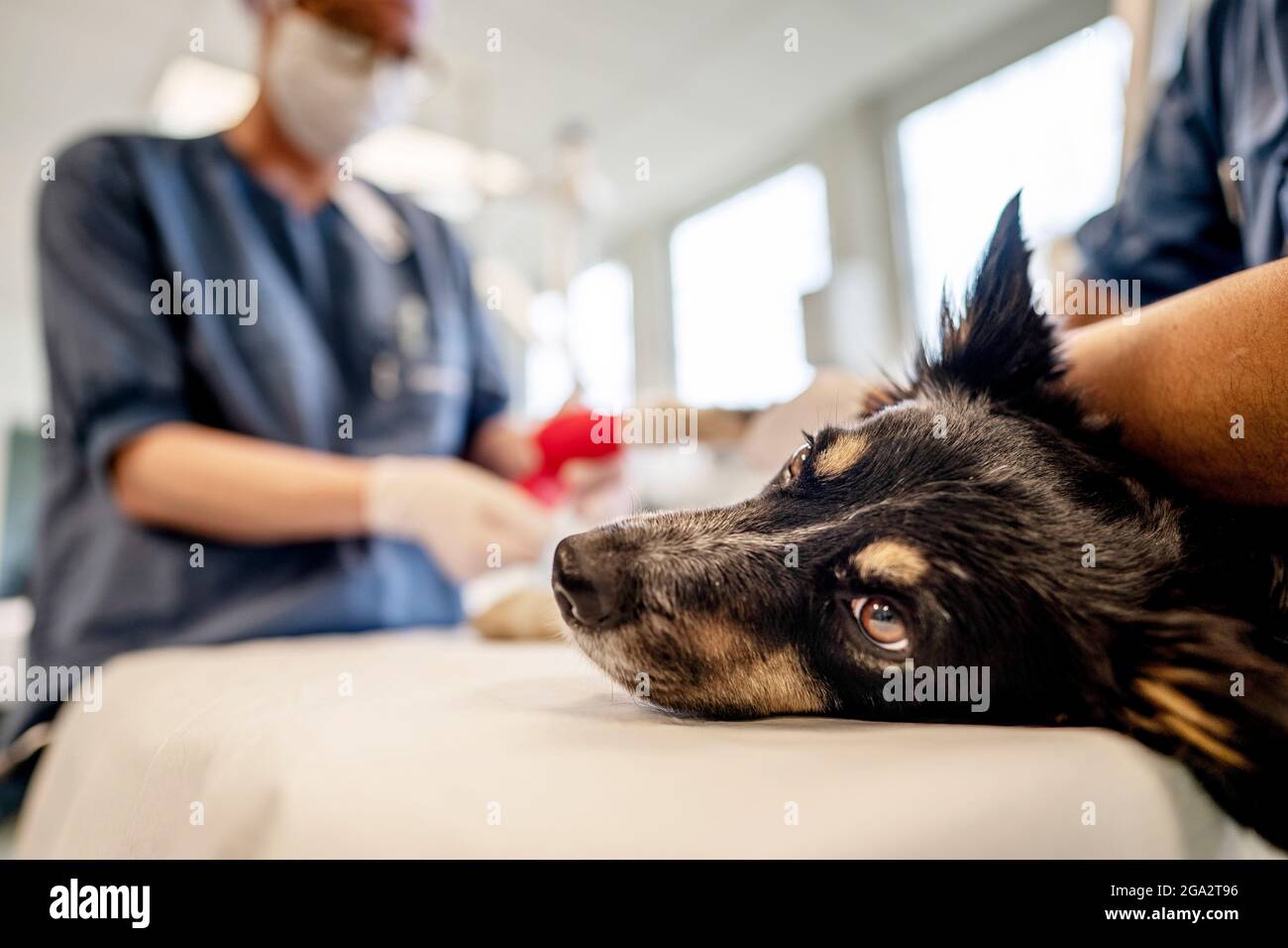 A dog being treated by a veterinarian at an animal hospital. Foto ...